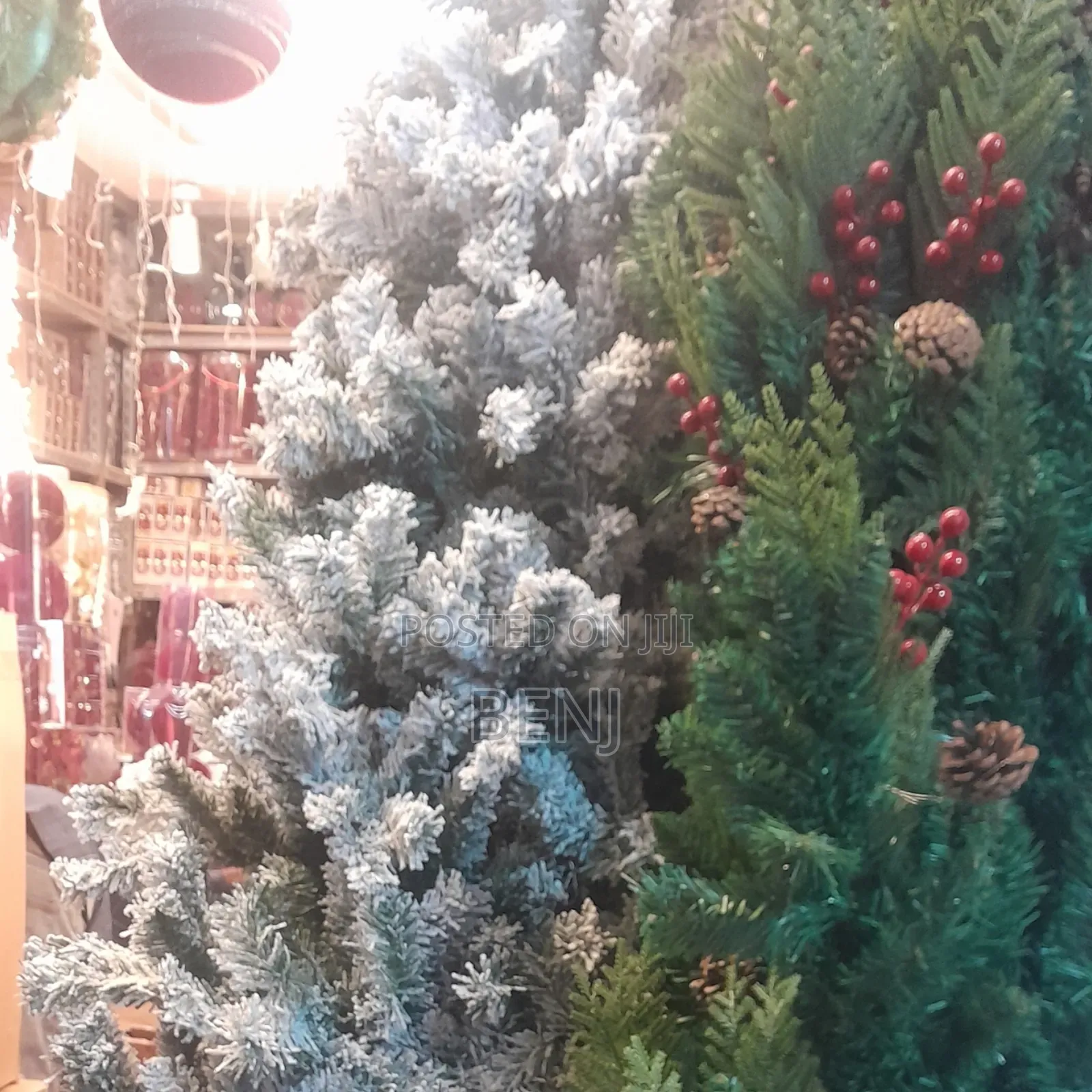 Christmas Trees 2.4 3 Meter | Spruce | Pine | Fir in Bole - Home ...