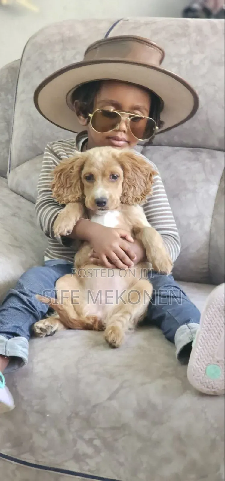 1-3 months Female Purebred Chinese Shar-Pei in Bole - Dogs & Puppies ...