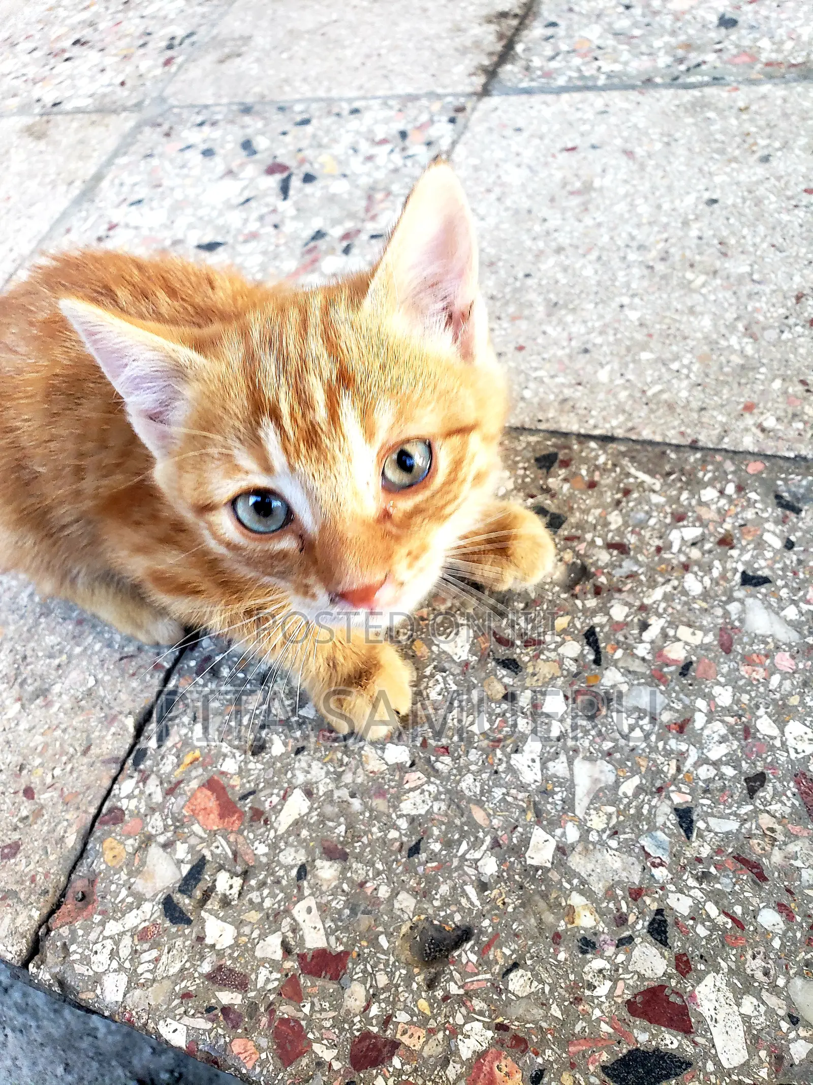 1-3 months Female Purebred Tabby in Bole - Cats & Kittens, Pita Samueru | Jiji.com.et