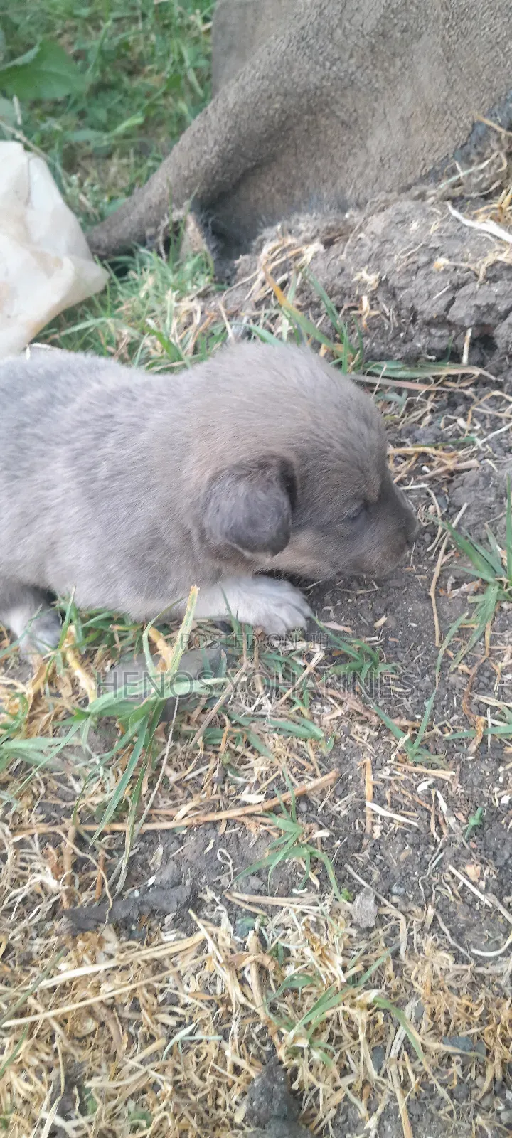 0-1 month Male Mixed Breed Irish Wolfhound in Yeka - Dogs & Puppies ...
