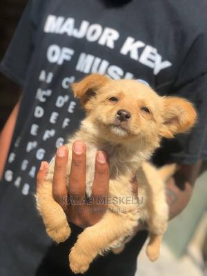 Dogs & Puppies in Ethiopia for sale Prices on Jiji.com.et