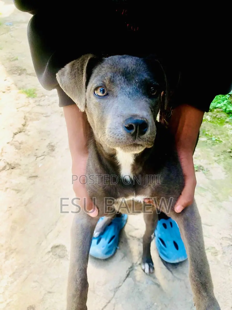 1-3 months Male Purebred American Pit Bull Terrier in Bole - Dogs ...
