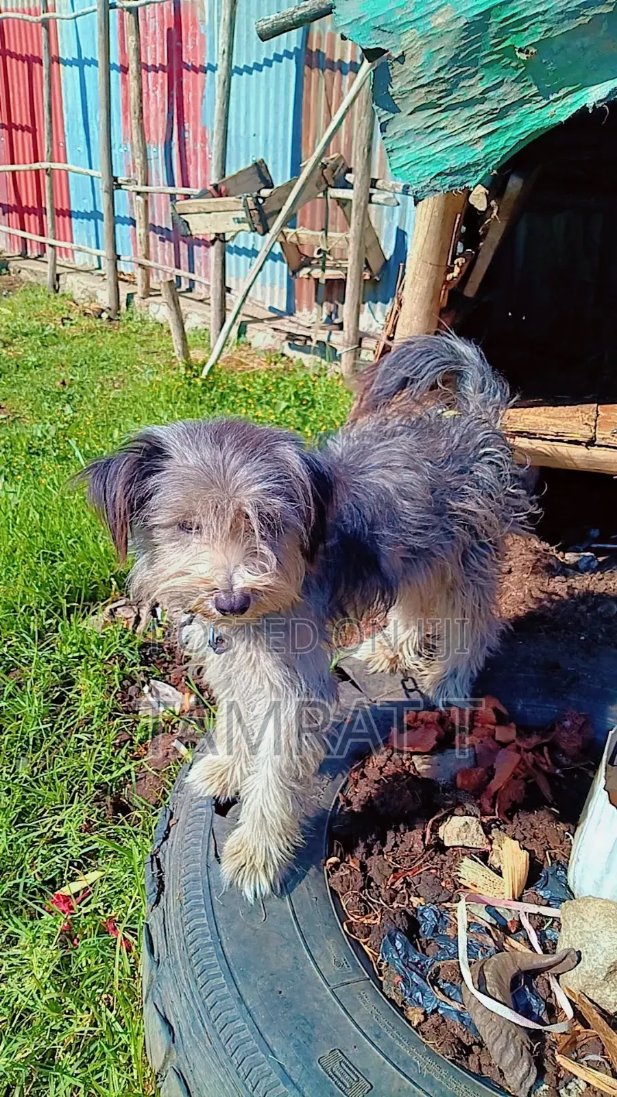 1+ year Male Purebred Shih Tzu for sale - Tamrat T Price: ETB 22,500 on ...