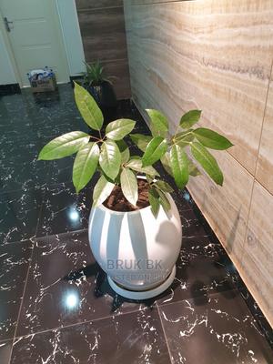 Ficus Variety Shiny Leafs in Nifas Silk-Lafto - Garden Supplies, Eng ...