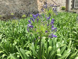 Flowering Plants Agphantus in Nifas Silk-Lafto - Garden Supplies, Eng ...