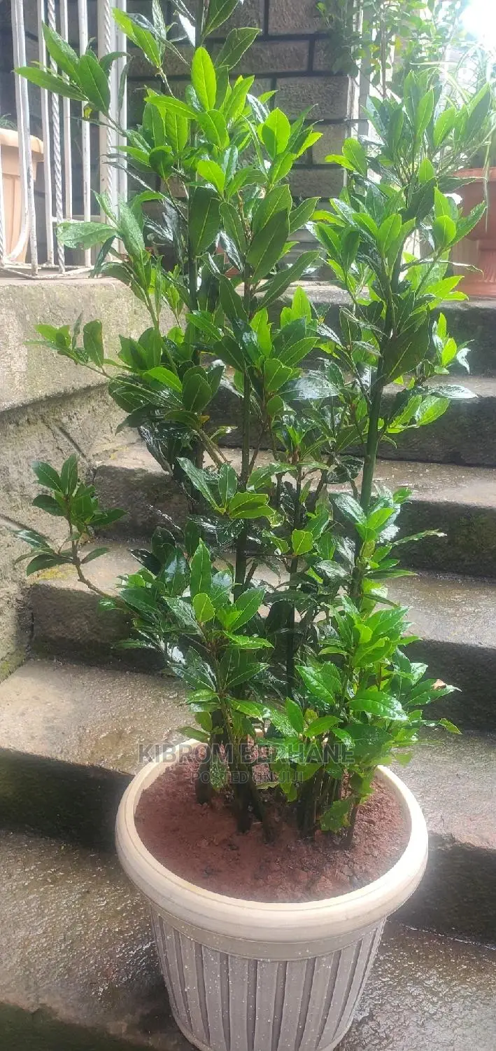 Bay Leaf Tree in Bole - Garden Supplies, Kibrom Berhane | Jiji.com.et