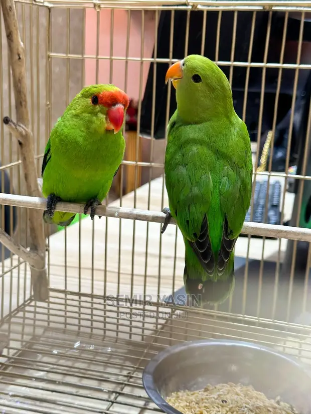 Male And Female Parrots 120+ Male And Female Eclectus Parrots Stock