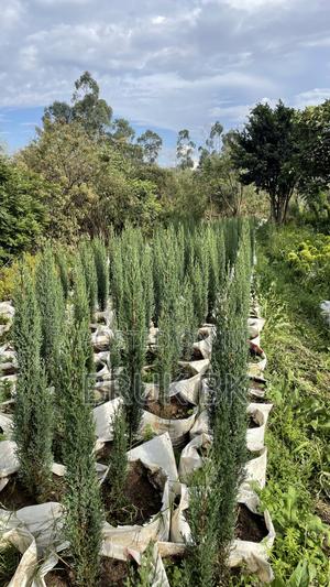 Italian Cyprus in Nifas Silk-Lafto - Garden Supplies, Eng Biruk Bk ...