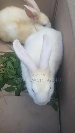 Other Animals in Ethiopia for sale Price on Jiji.com.et