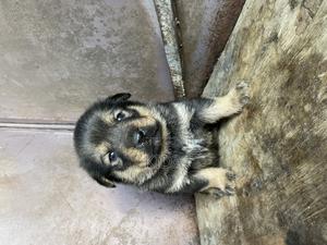 1-3 months Male Mixed Breed Rottweiler in Bole - Dogs & Puppies, Kida ...