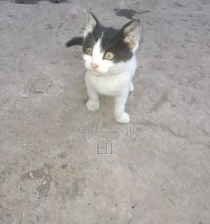 1-3 months Male Purebred Abyssinian in Addis Ketema - Cats & Kittens ...