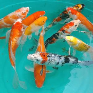Koy Carp for Aquarium and Ponds in Bole - Fish, Aqua Pets | Jiji.com.et
