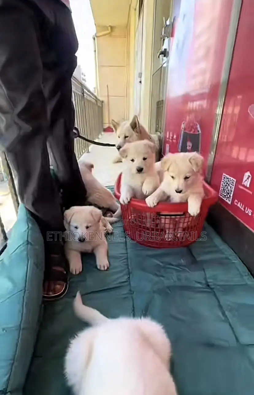 1-3 months Male Purebred German Shepherd in Bole - Dogs & Puppies ...